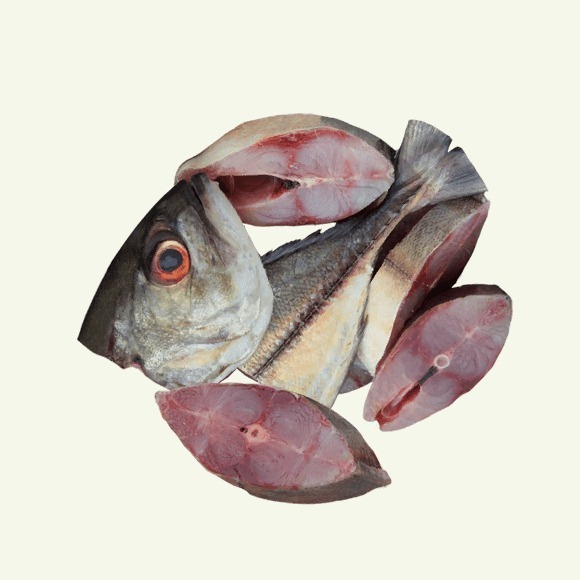 Mackerel Salted Fish - Olive Branch Exports